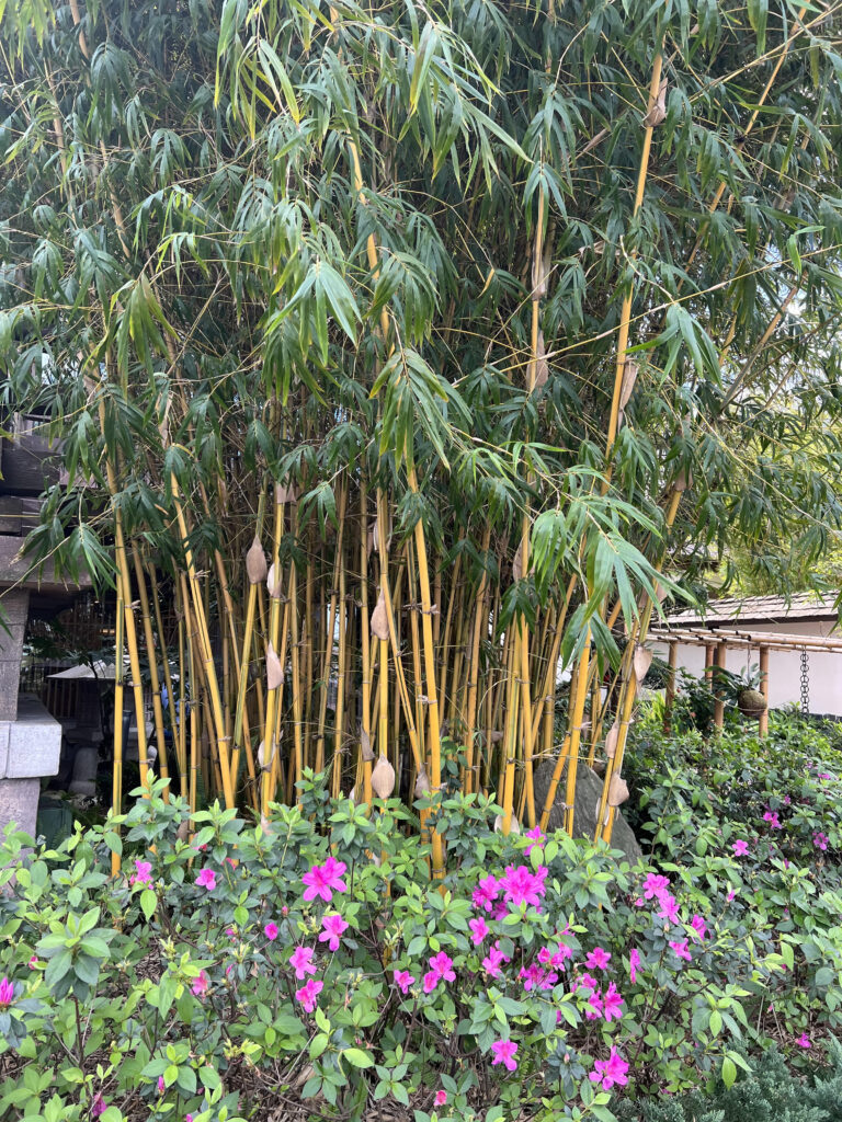 Alphonse Karr – Charleston Clumping Bamboo Farm Alphonse Karr – Charleston Clumping Bamboo Farm