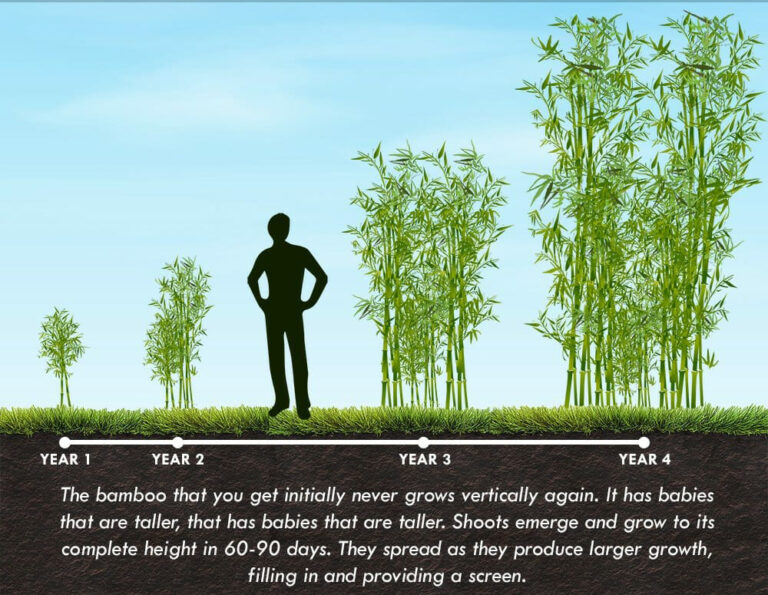 Gracilis – Charleston Clumping Bamboo Farm